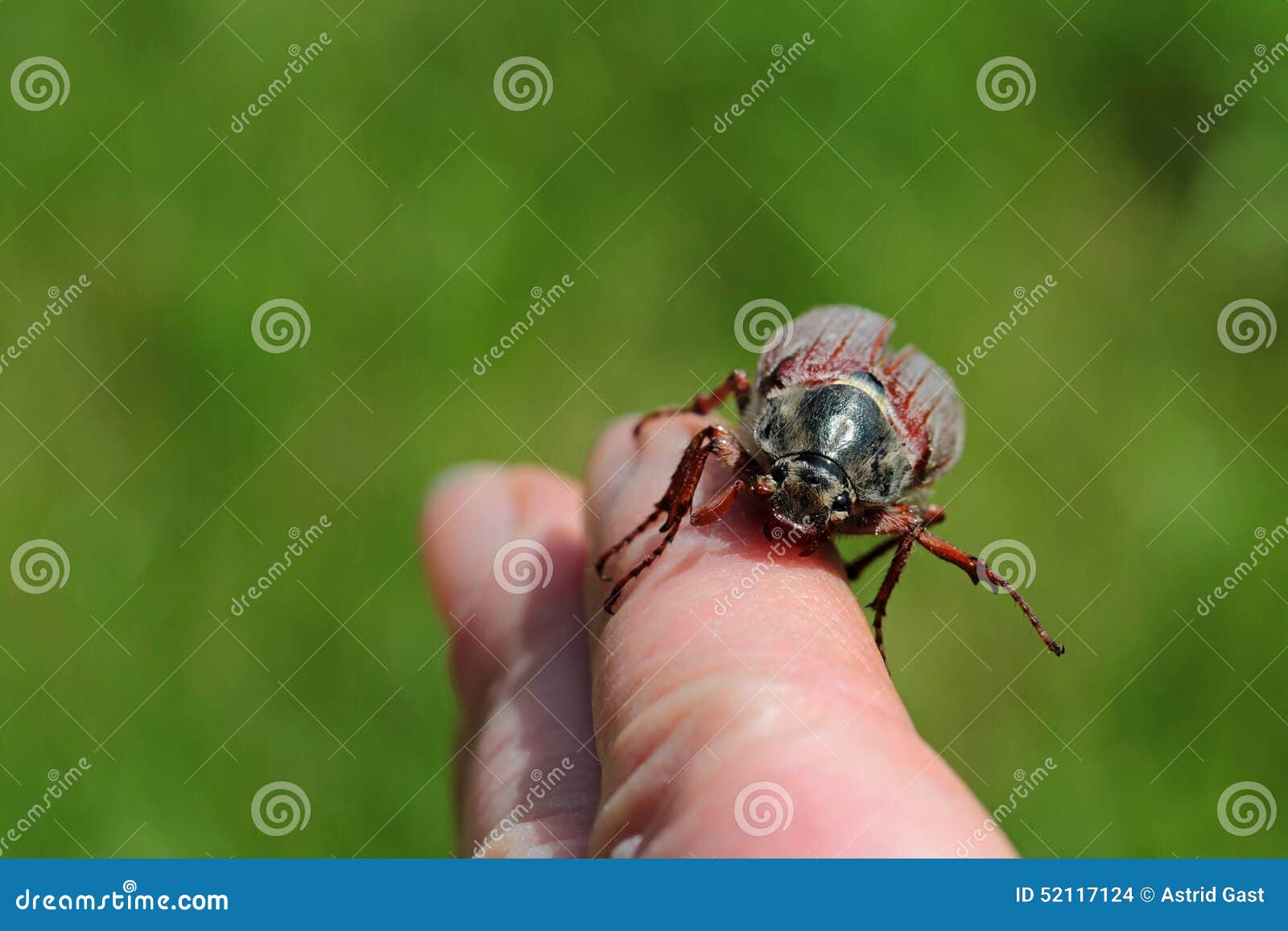A June Bug Crawling on a Finger Stock Photo - Image of field, june ...