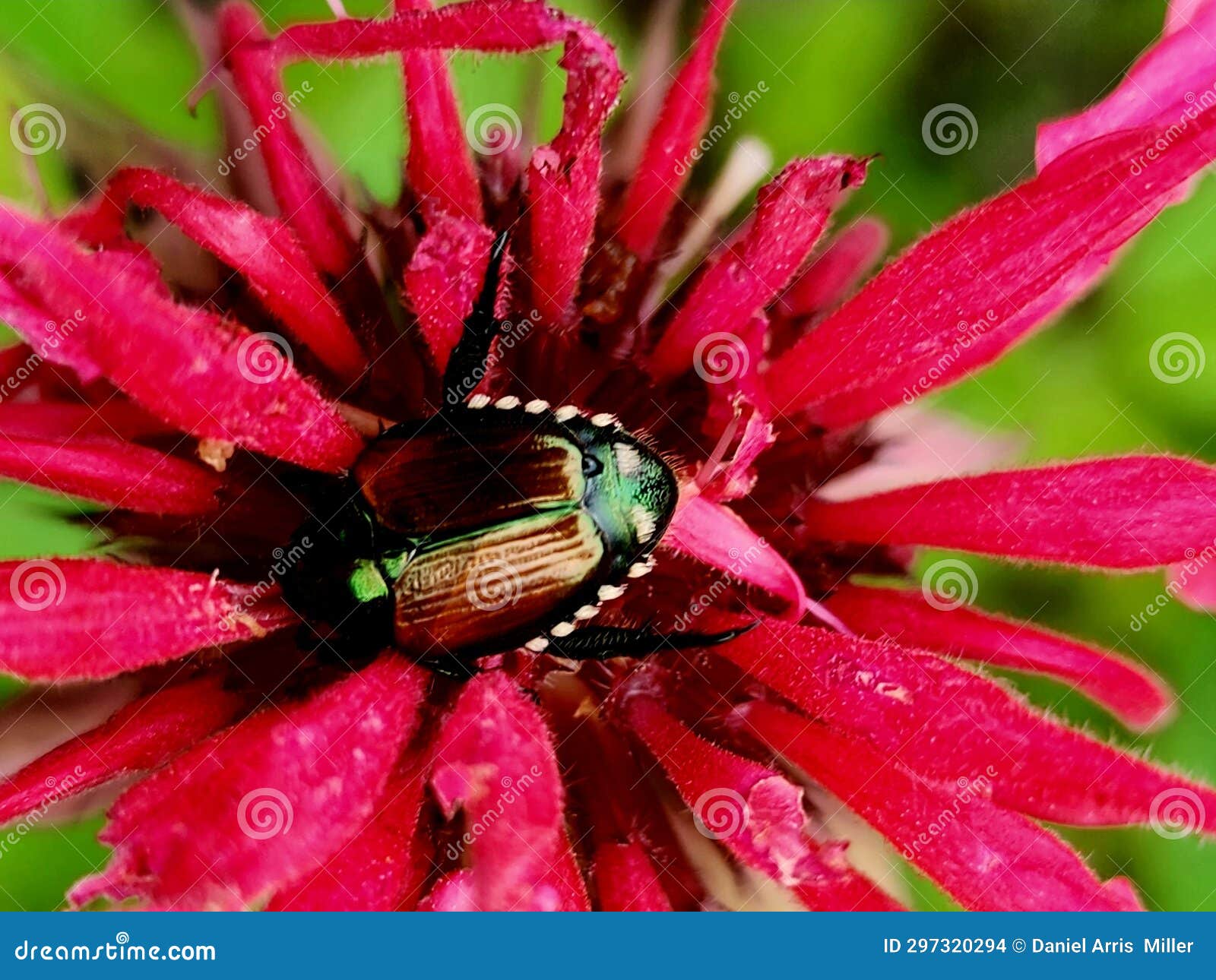June Bug on Flower Nature Art Stock Photo - Image of nature, flower ...
