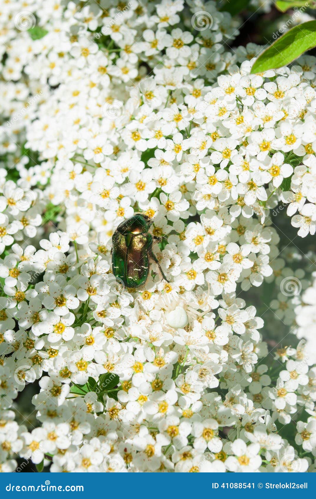 June bug in flowers stock image. Image of floran, floral - 41088541