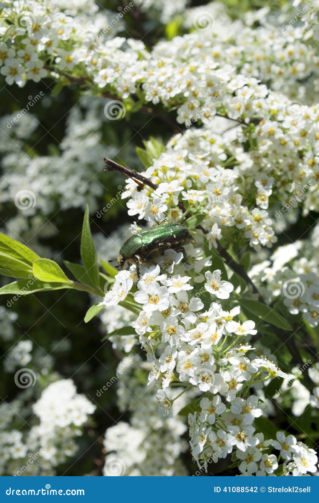 June bug in flowers stock photo. Image of leader, frame - 41088542