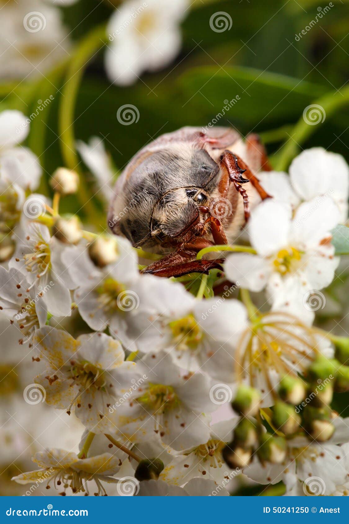June Bug in Hawthorn Inflorescence Stock Photo - Image of blossom ...