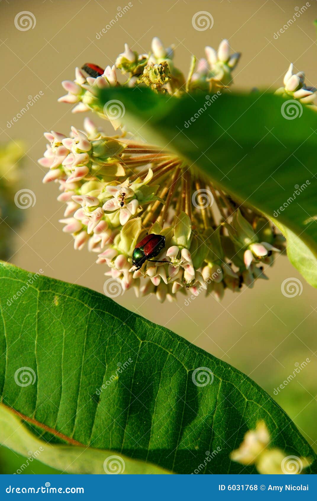 June bug on milkweed stock photo. Image of june, field - 6031768