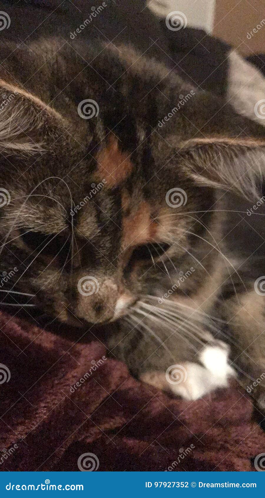 June Bug stock photo. Image of adorble, tabby, beautiful - 97927352