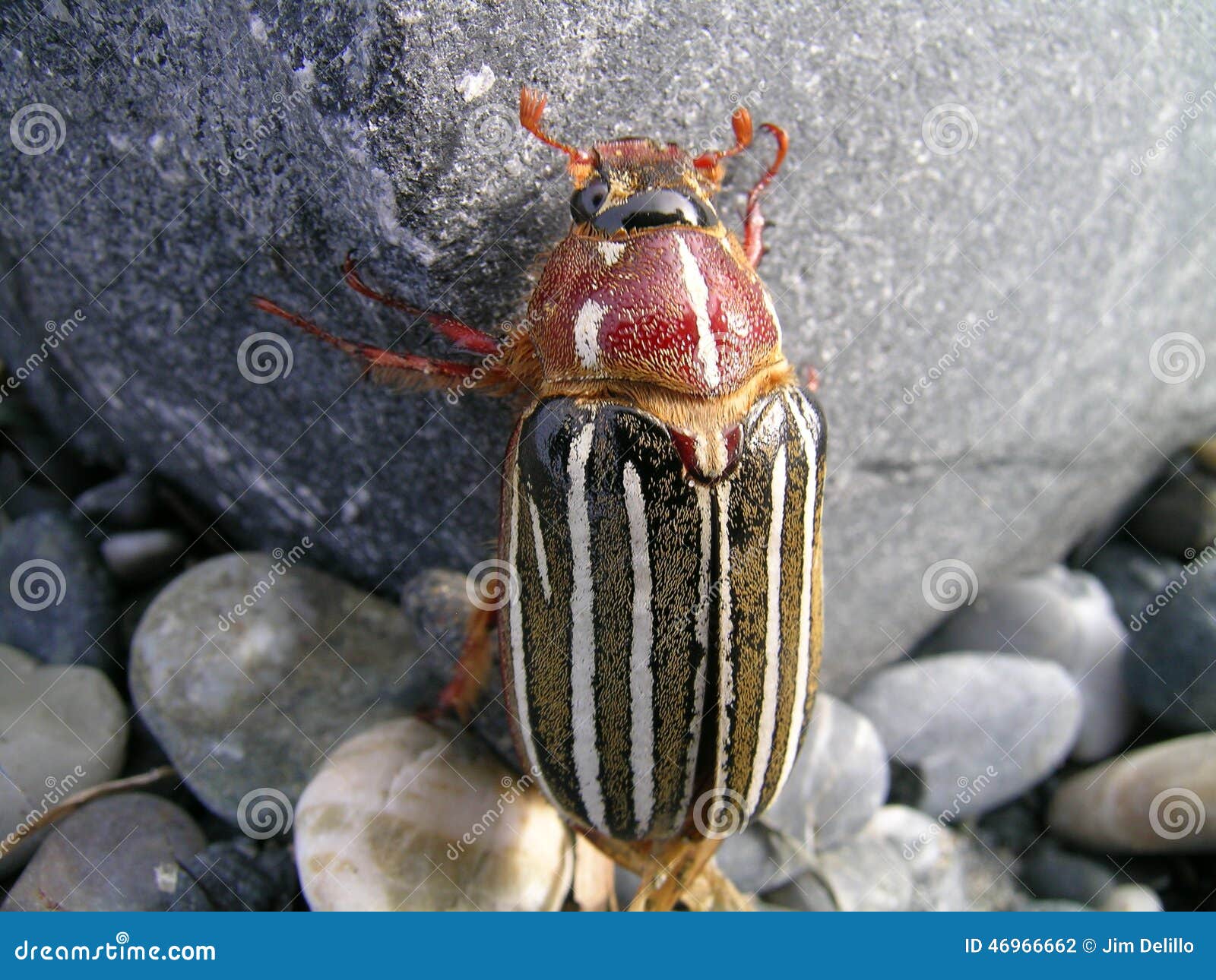 June Bug stock photo. Image of outdoors, nature, rock - 46966662