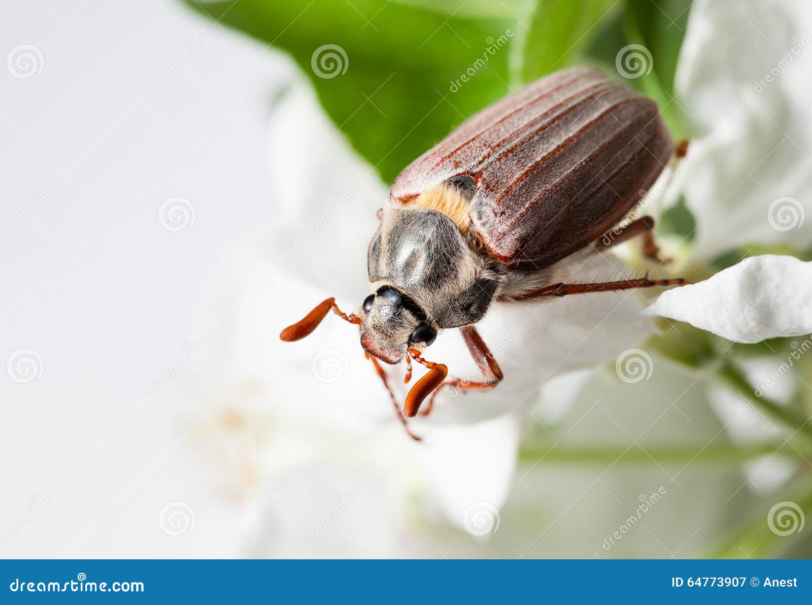 June Bug and White Apple Flower Stock Image - Image of blooming, nitida ...