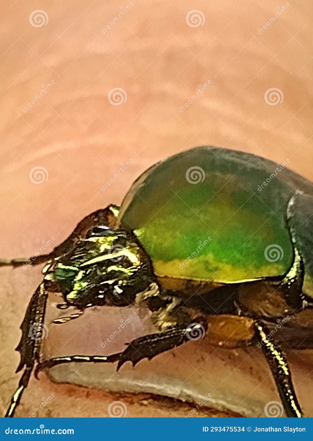 June bugs face upclose stock photo. Image of necklace - 293475534