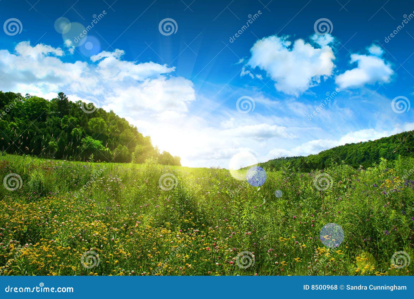 June flowers stock photo. Image of rays, relax, countryside - 8500968