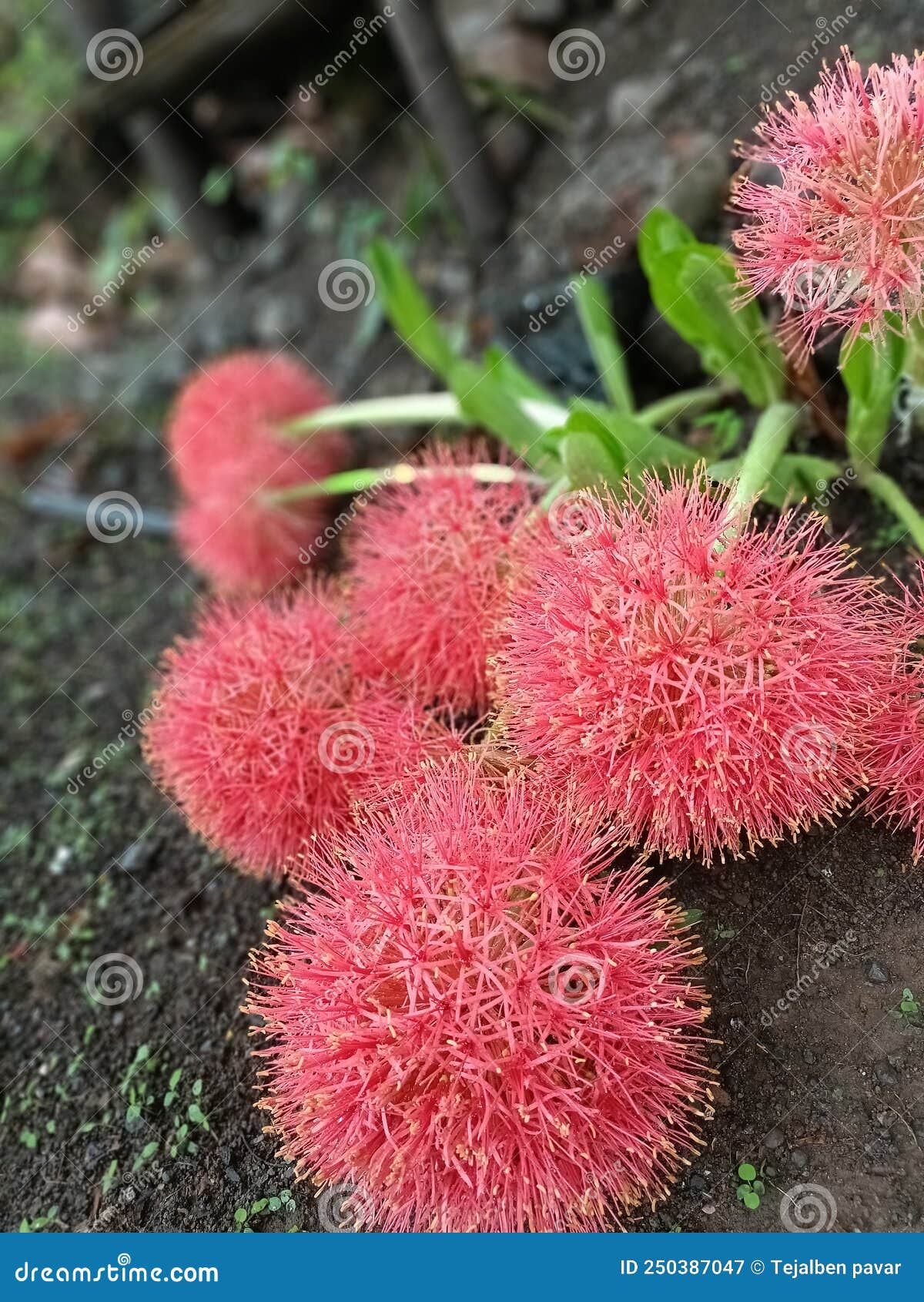 June Flowers Beautiful Nature ...... Stock Image - Image of june ...
