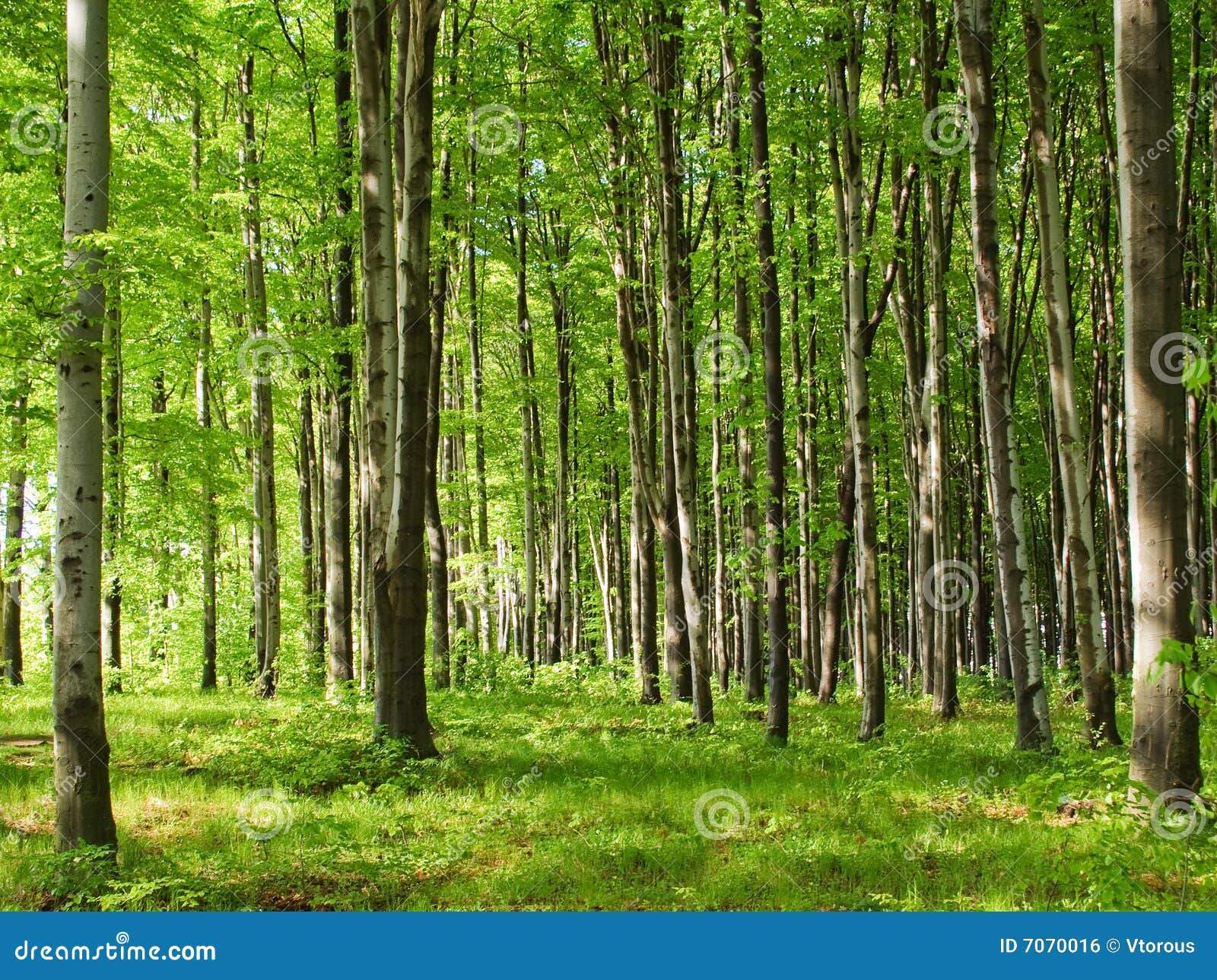 June Forest stock photo. Image of quiet, leaves, branches - 7070016