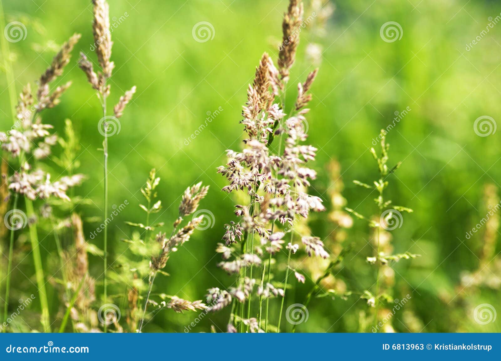 June Green stock image. Image of june, light, green, fresh - 6813963