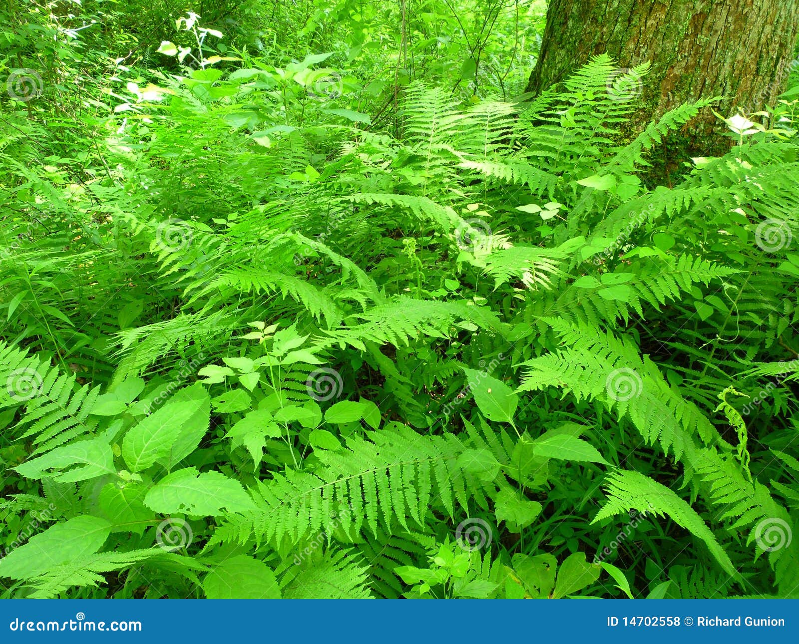 June Lush Ferns stock photo. Image of summer, nature - 14702558