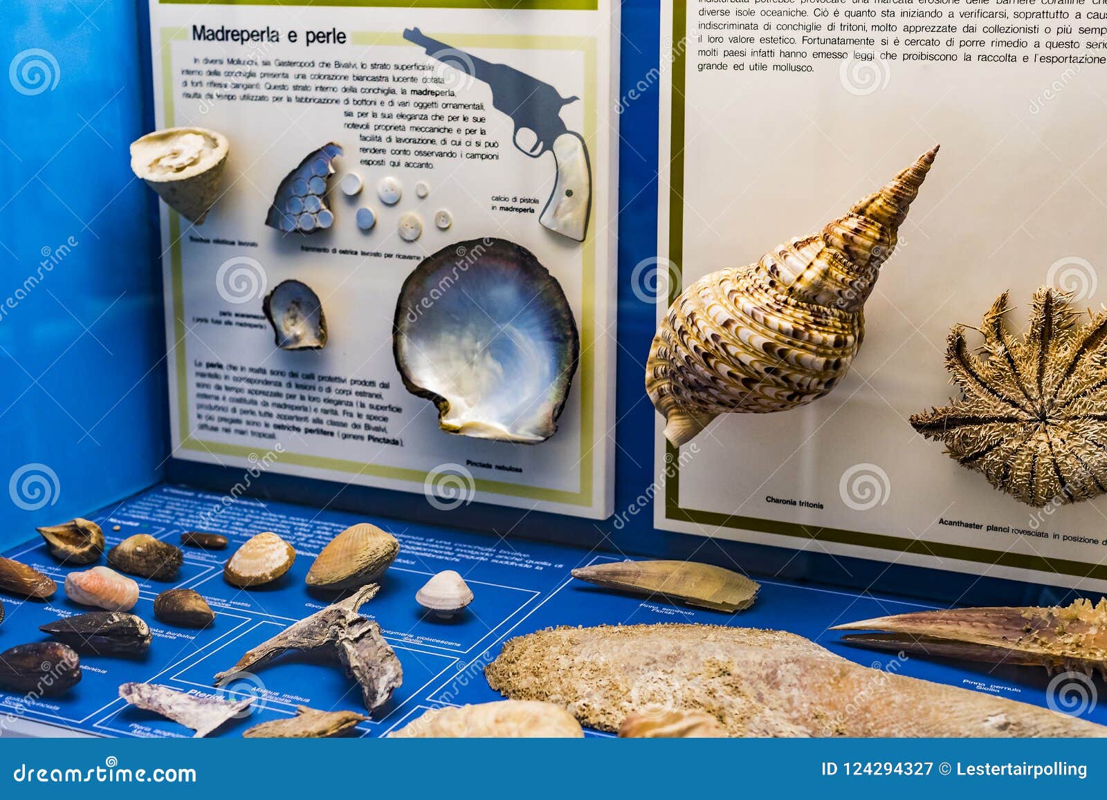 Expositions of History of the Evolution and Development of Mollusks in ...
