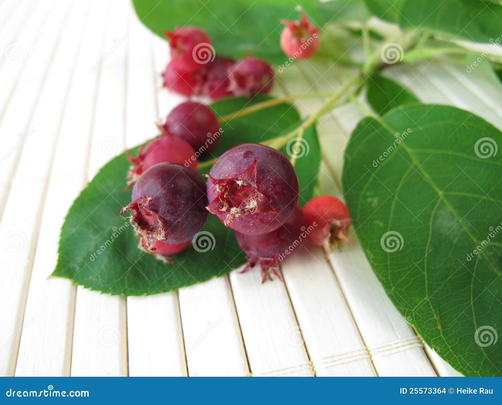 Juneberries stock photo. Image of berry, june, black - 25573364