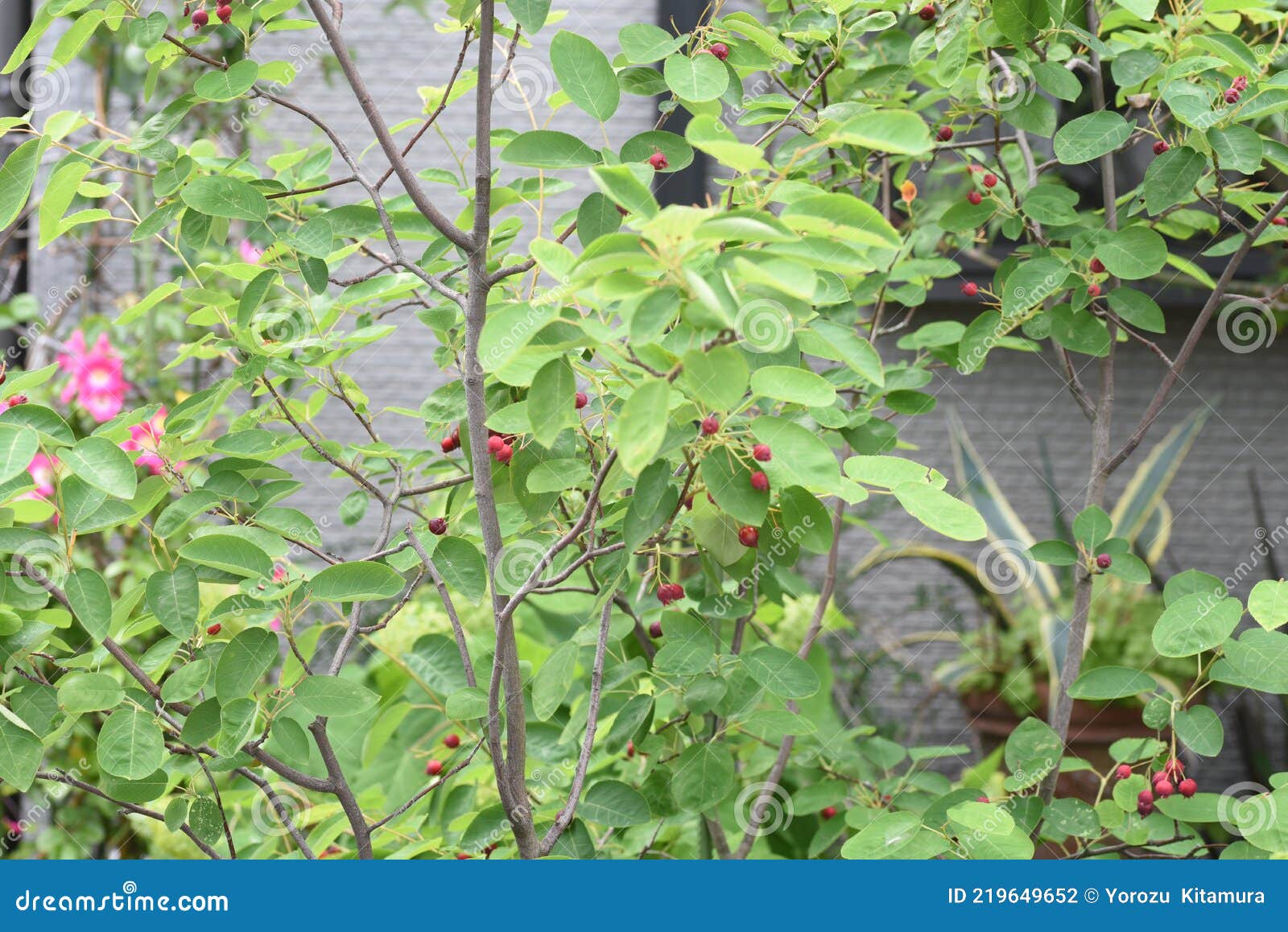 Juneberry stock photo. Image of shrub, amelanchier, garden - 219649652