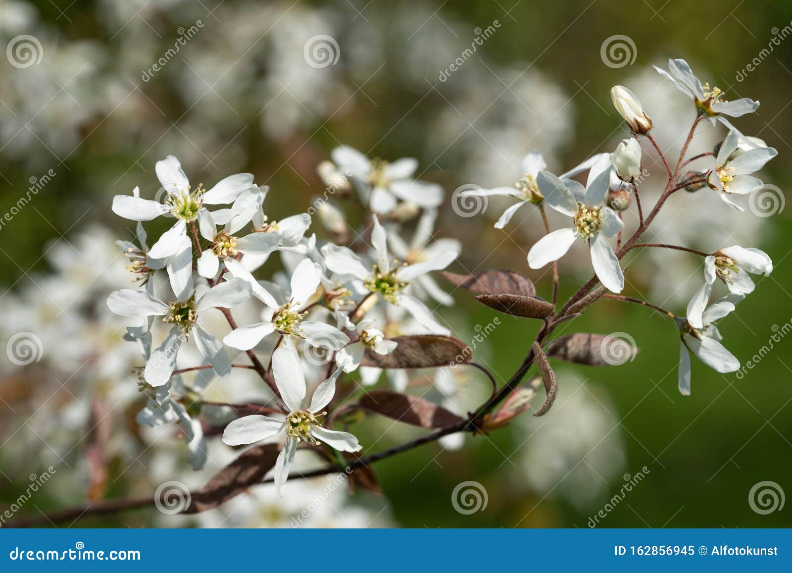 Juneberry, Amelanchier Lamarckii Stock Image - Image of amelanchier ...