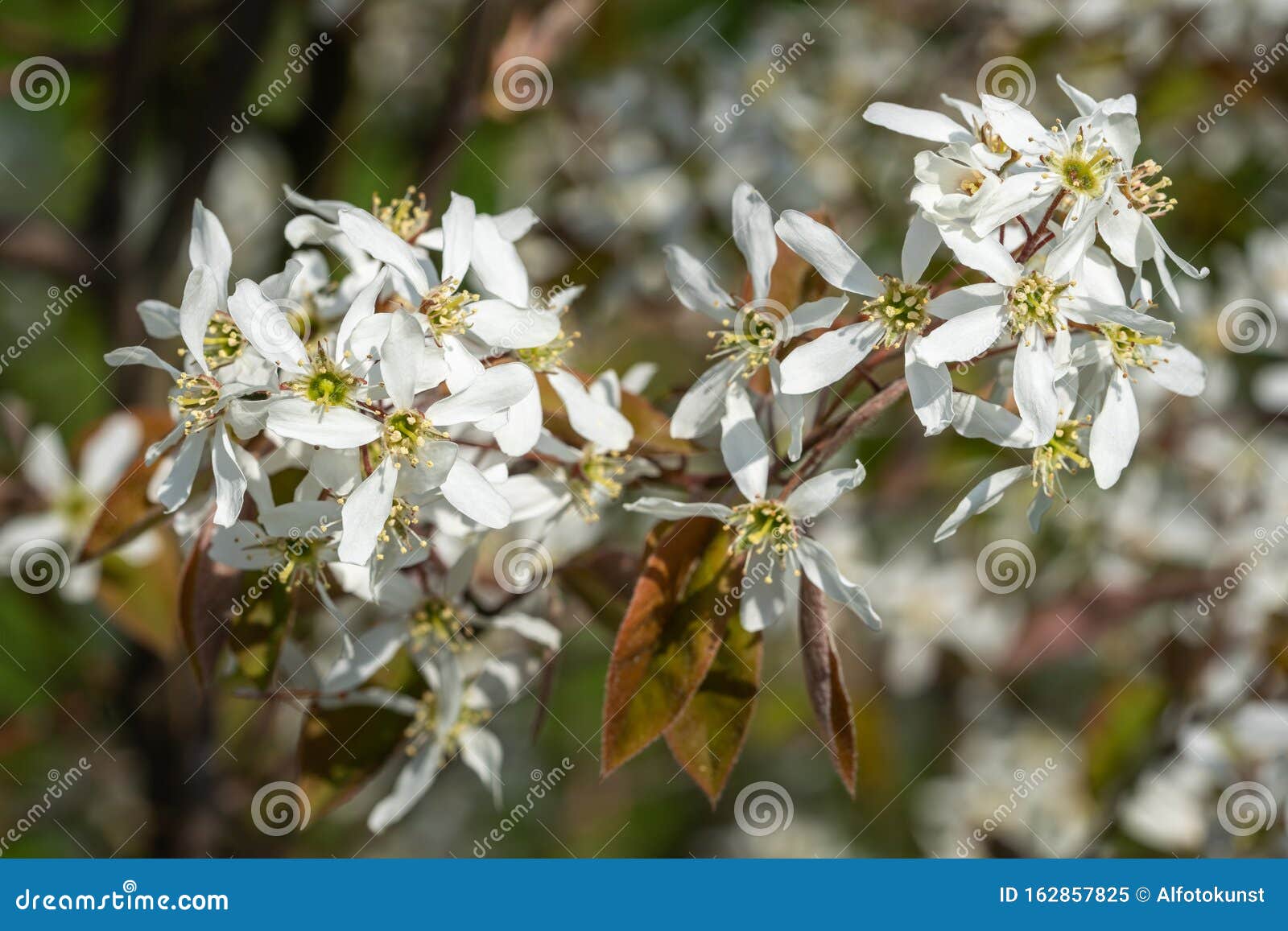 Juneberry Amelanchier Lamarckii, Close-up Of White Flowers Royalty-Free ...