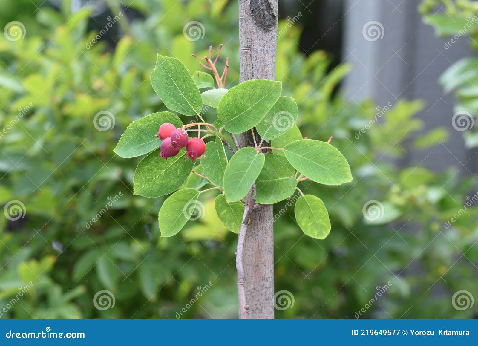 Juneberry stock image. Image of fruits, june, delicious - 219649577