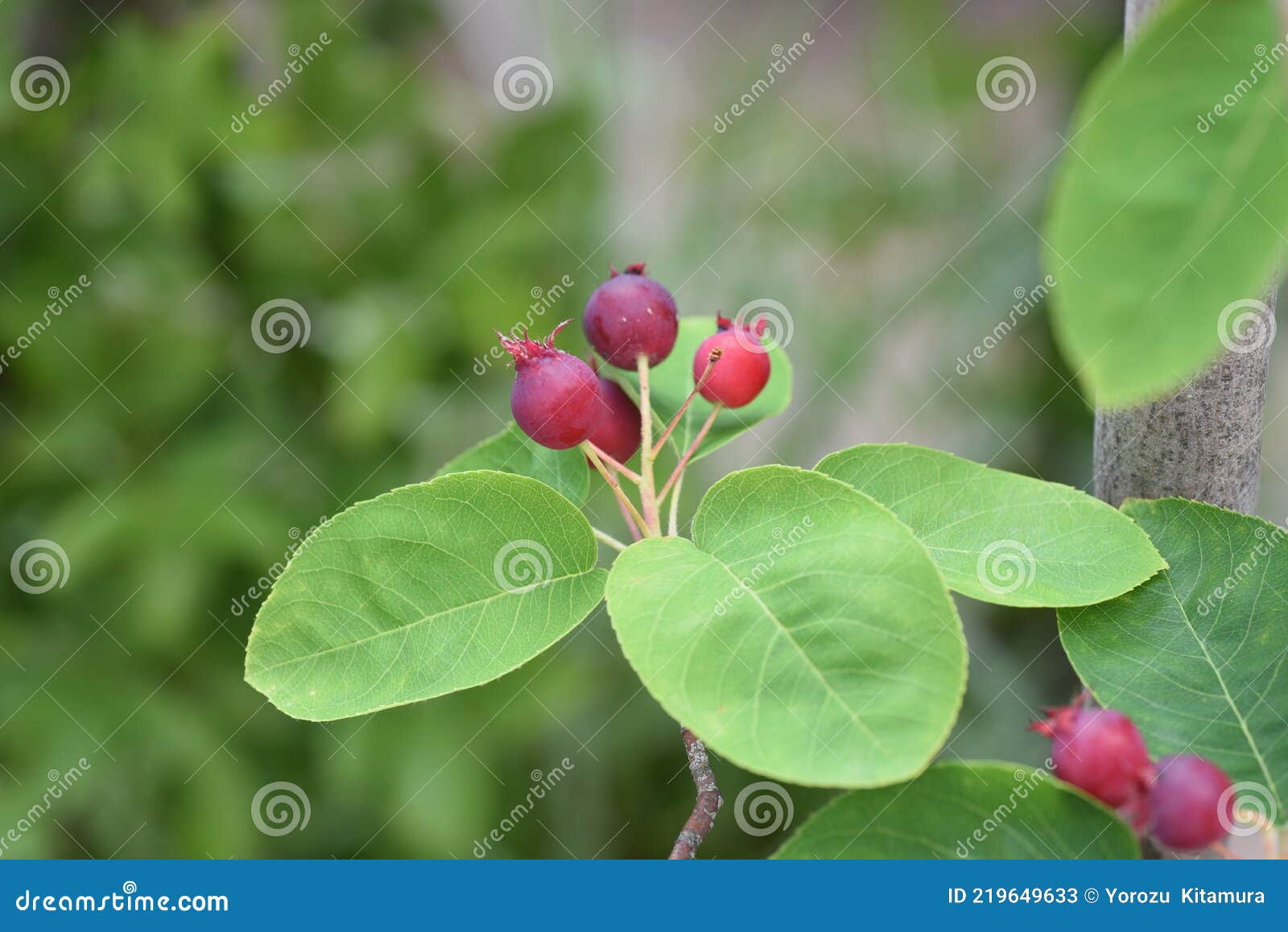 Juneberry stock image. Image of leaf, detail, amelanchier - 219649633
