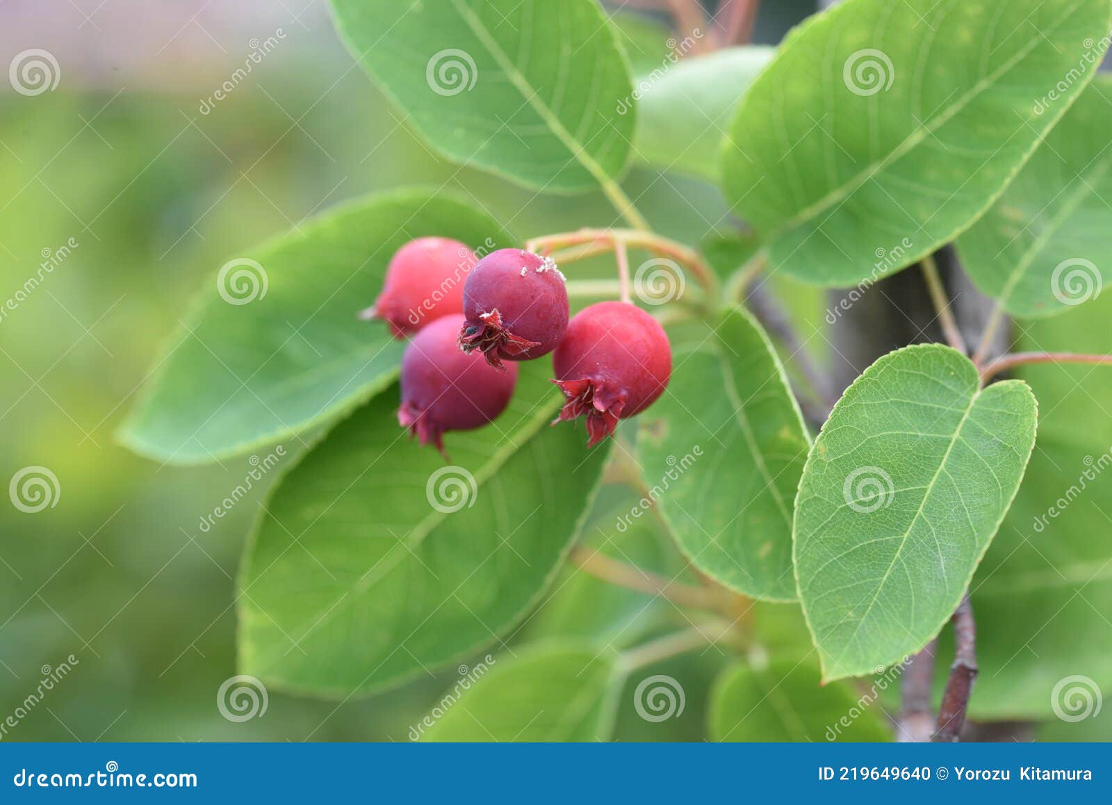 Juneberry stock photo. Image of edible, ripening, harvest - 219649640