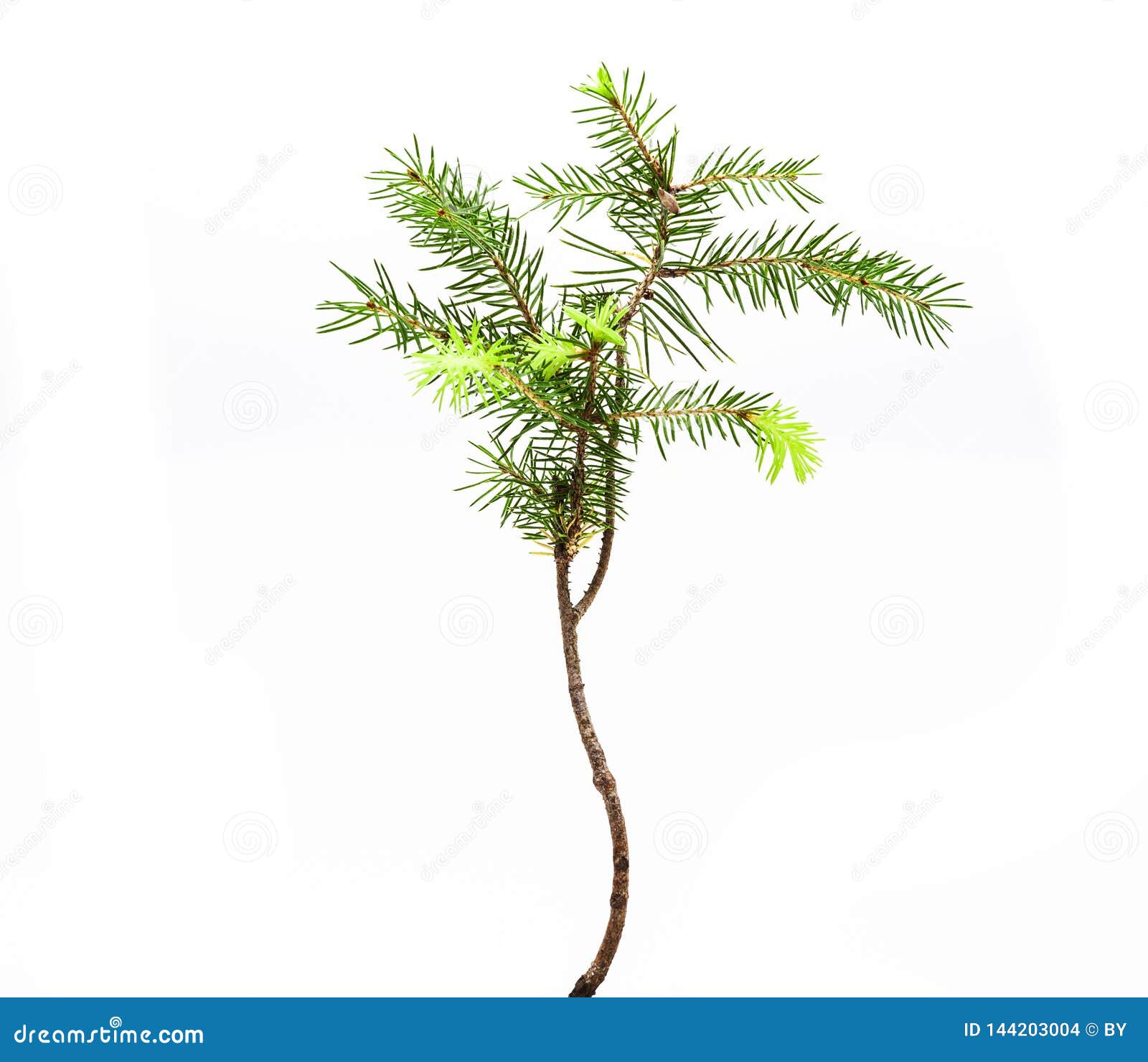 Jung Tree sapling stock photo. Image of young, green - 144203004
