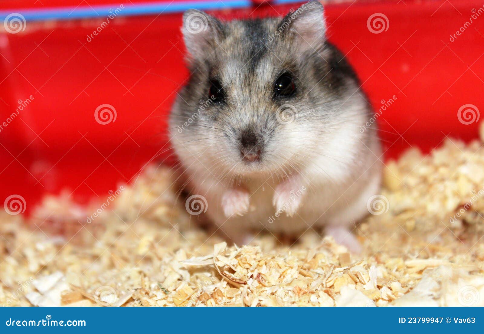 Jungar hamster. stock image. Image of little, fuss, jungar - 23799947