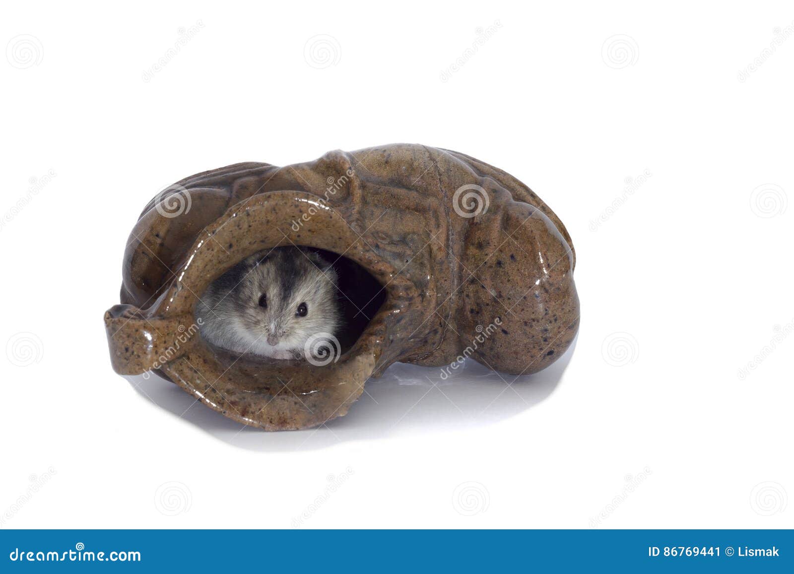 Jungar hamster stock image. Image of domesticated, funny - 86769441