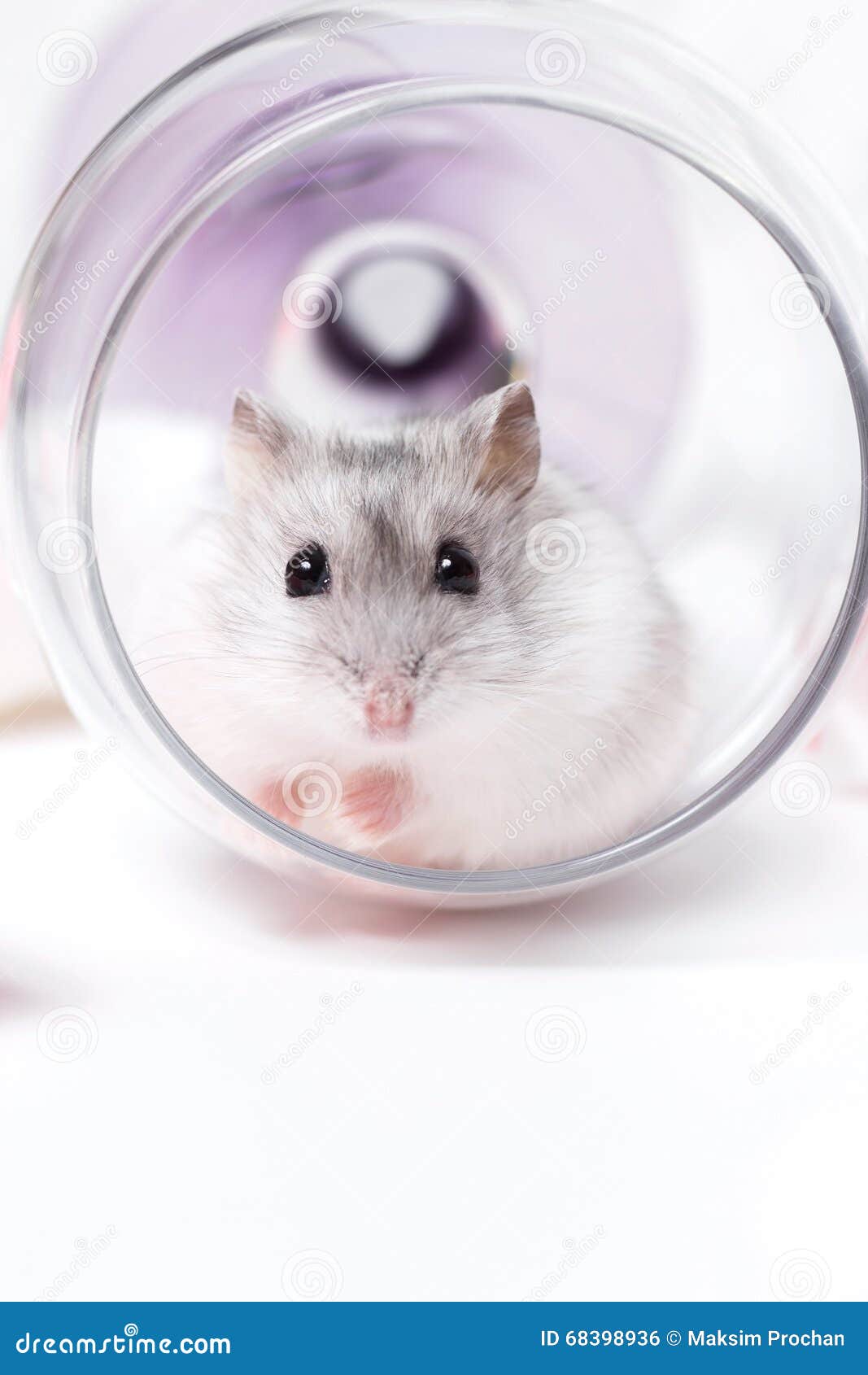 Jungar Hamster Inverted Glass Stock Photos - Free & Royalty-Free Stock ...