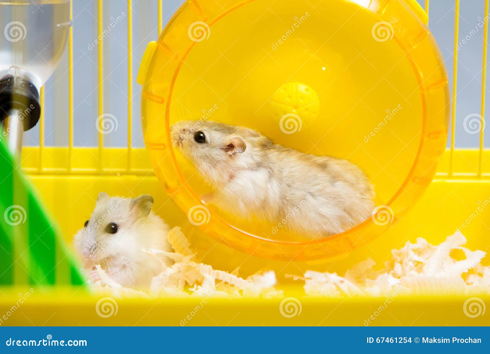 Jungar Hamster Running in the Wheel Stock Photo - Image of sport ...