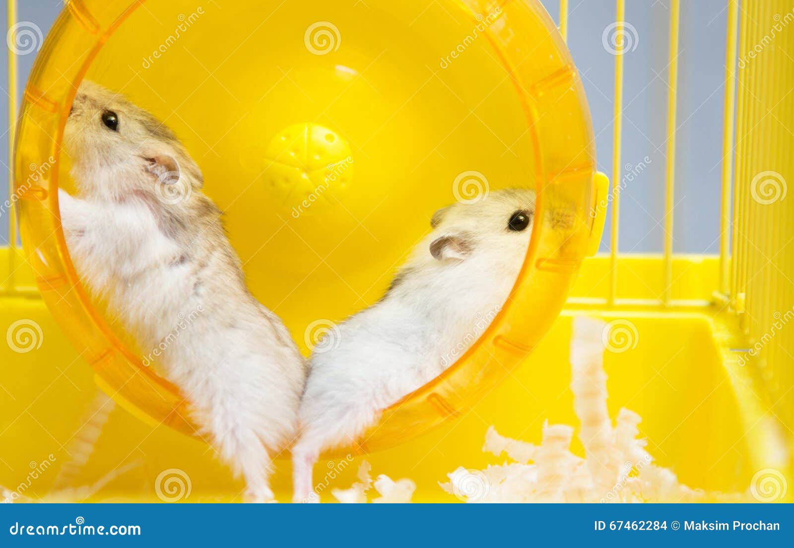 Jungar Hamster Running in the Wheel Stock Photo - Image of cheeks, cute ...