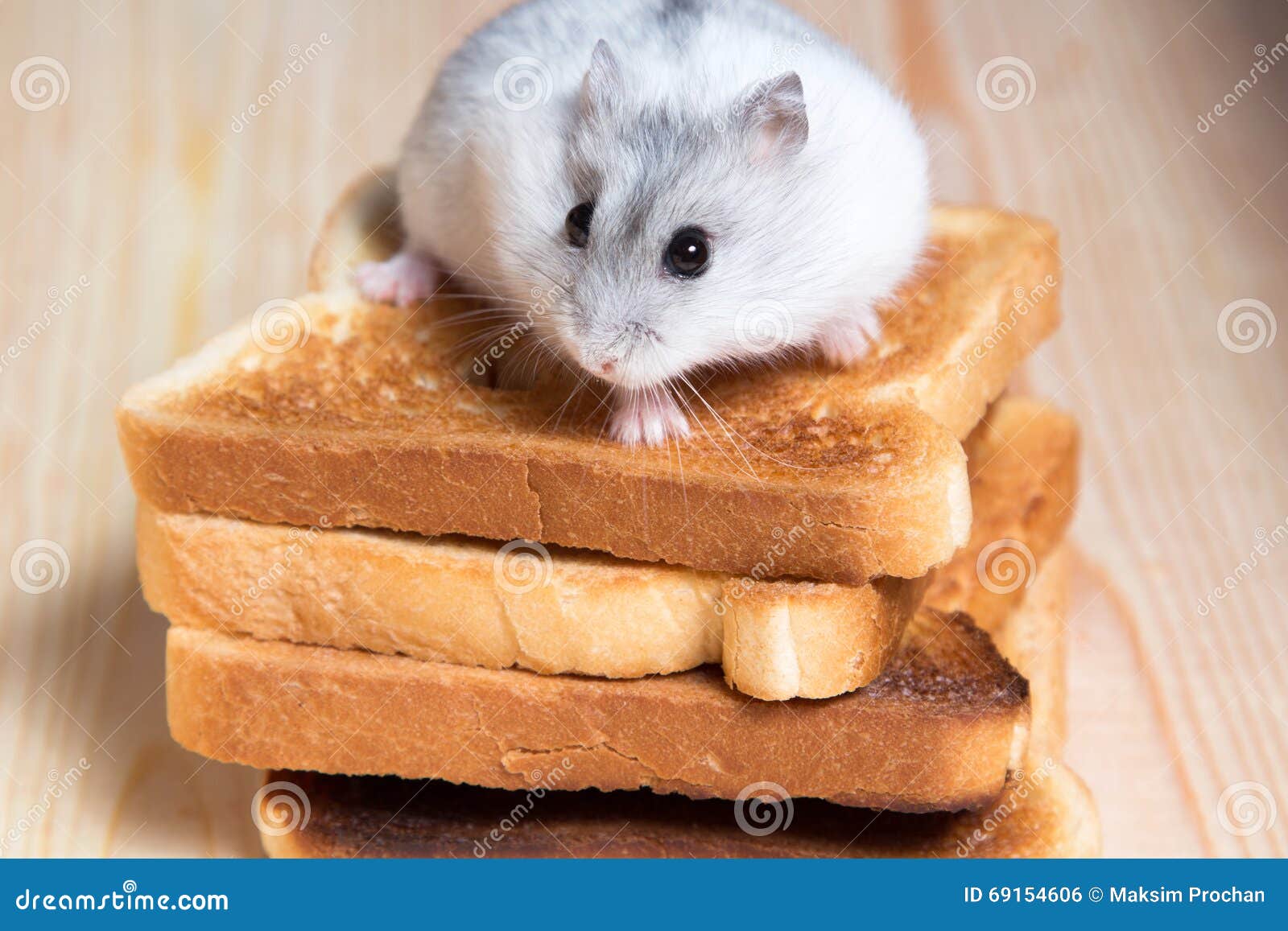 Jungar Hamster on a Small Bread Toasts Stock Photo - Image of roasted ...