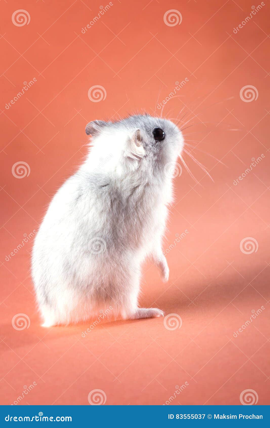 Jungar Hamster Standing on Hind Legs Stock Image - Image of walking ...