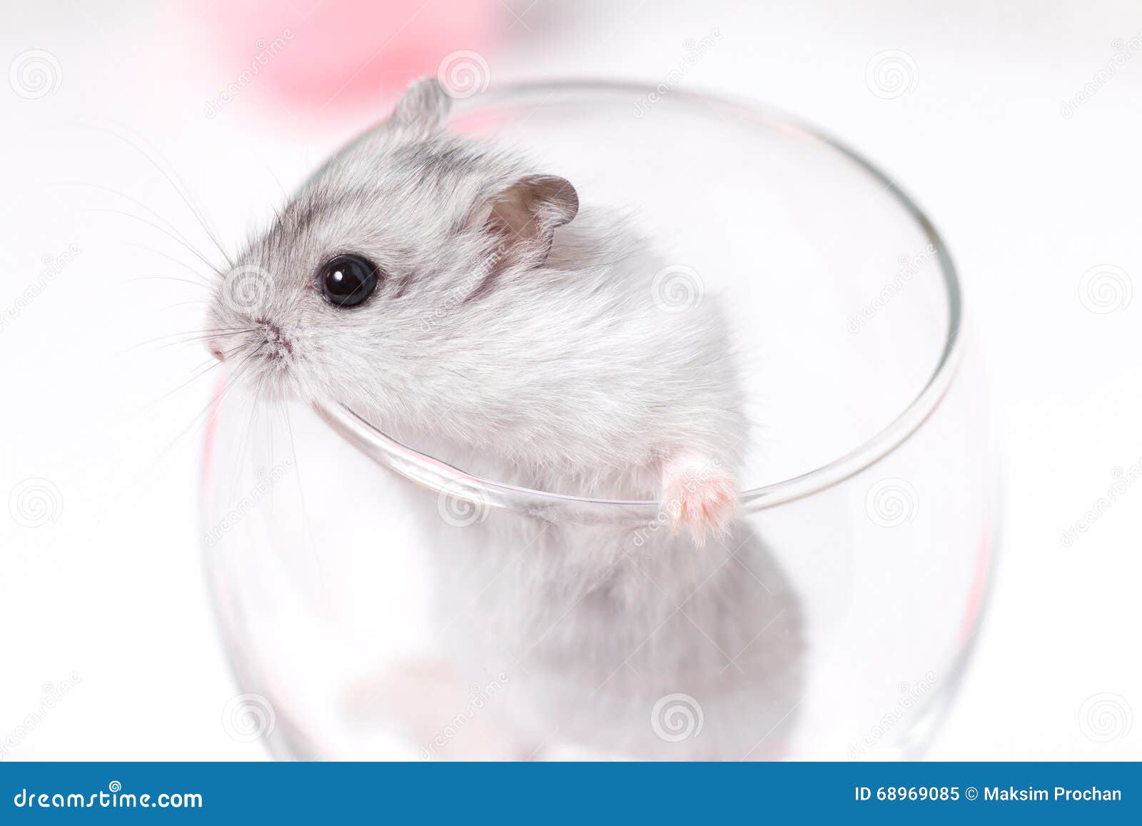 Jungar Hamster in a Transparent Glass Stock Image - Image of cautious ...