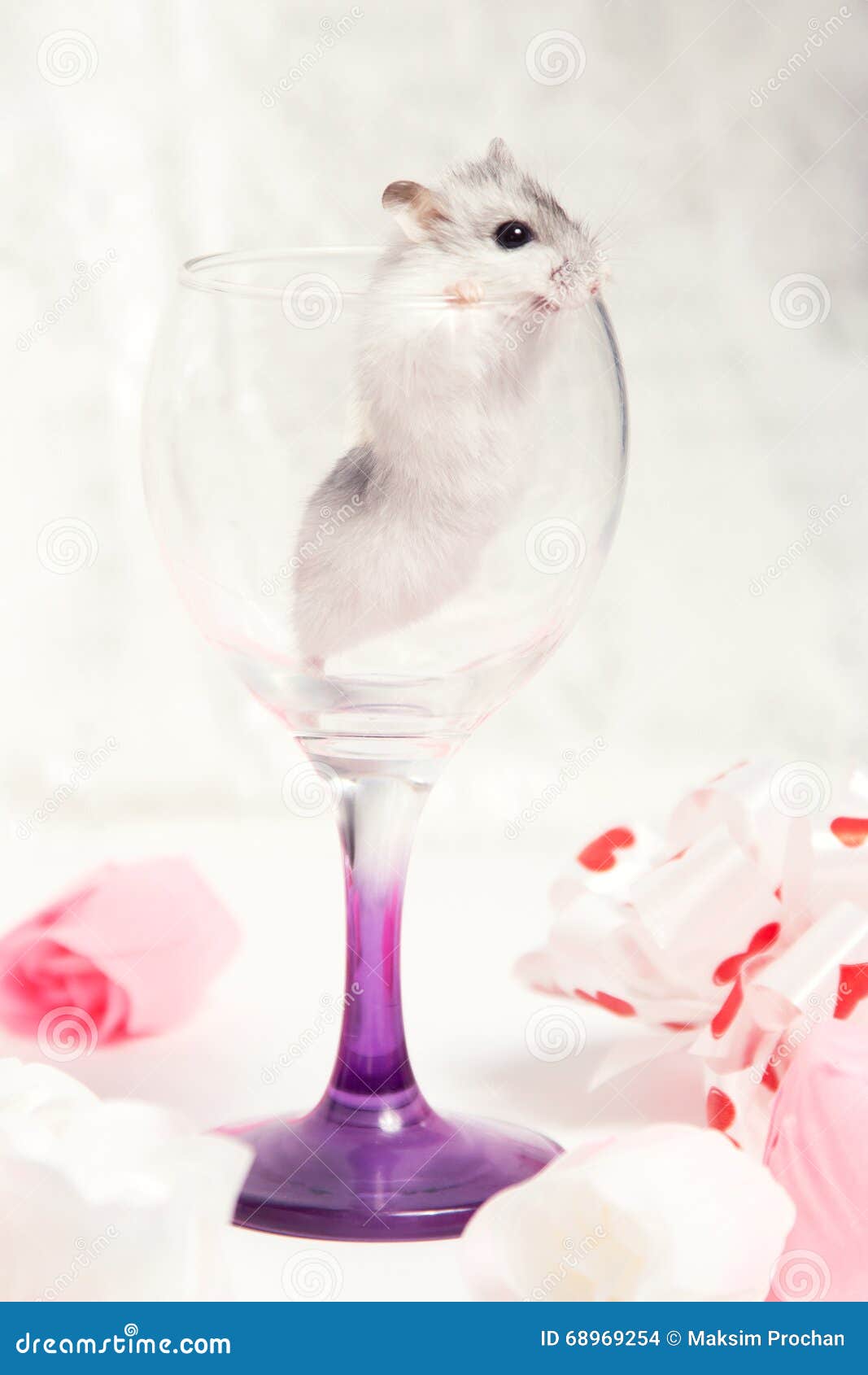 Jungar Hamster in a Transparent Glass Stock Photo - Image of small ...