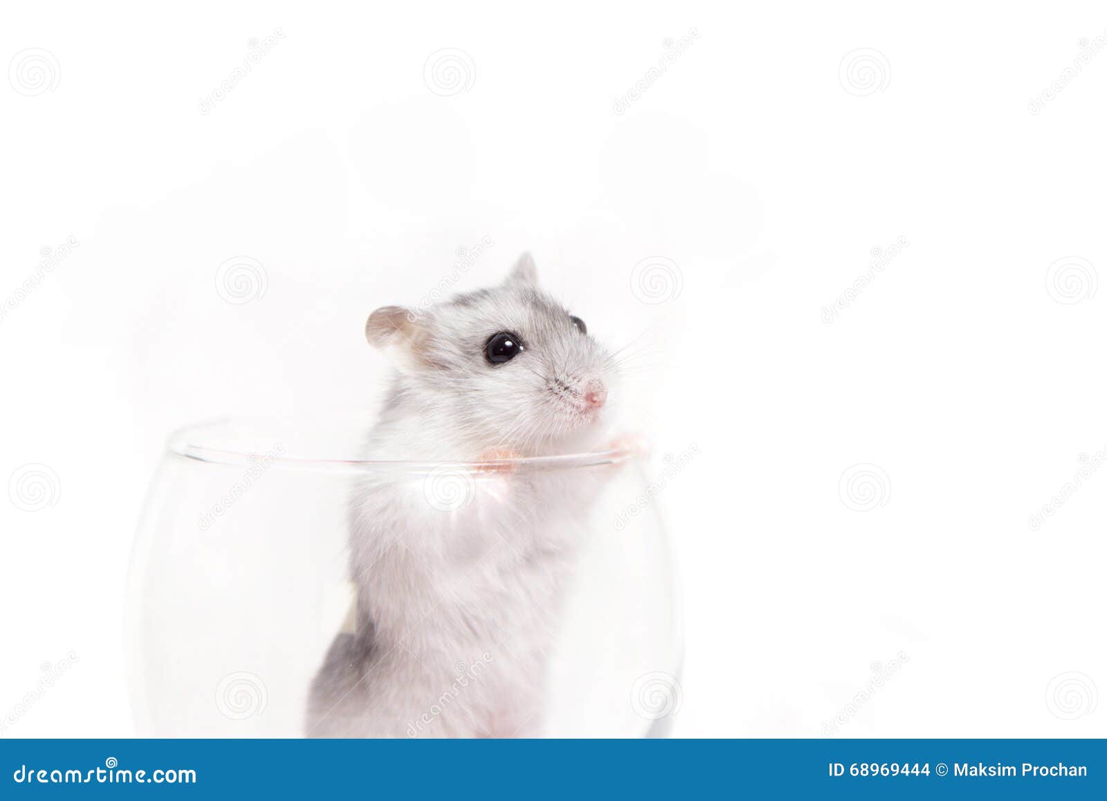 Jungar Hamster in a Transparent Glass Stock Photo - Image of junggar ...