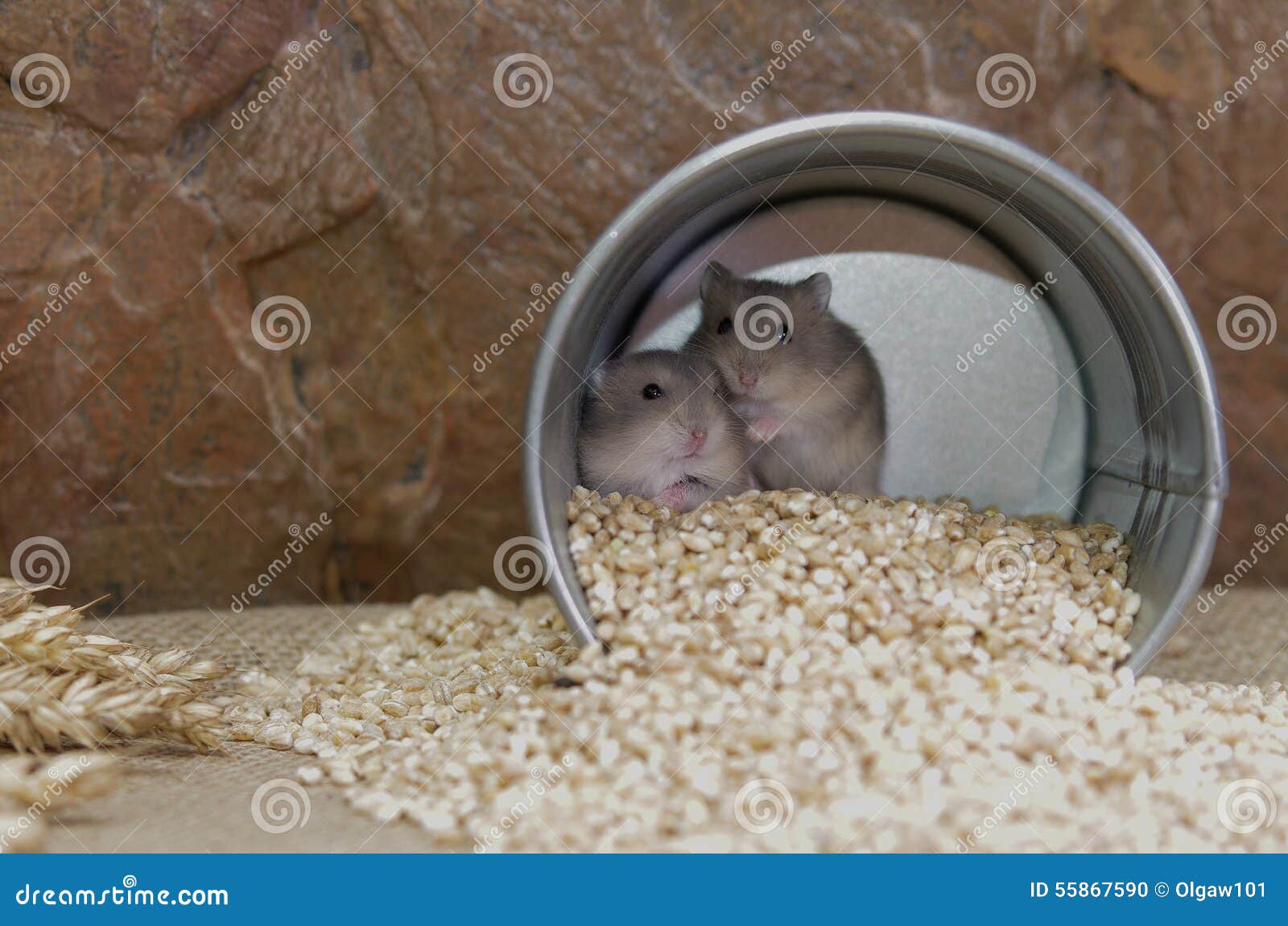 Jungar hamster stock photo. Image of hamsters, hamster - 55867590