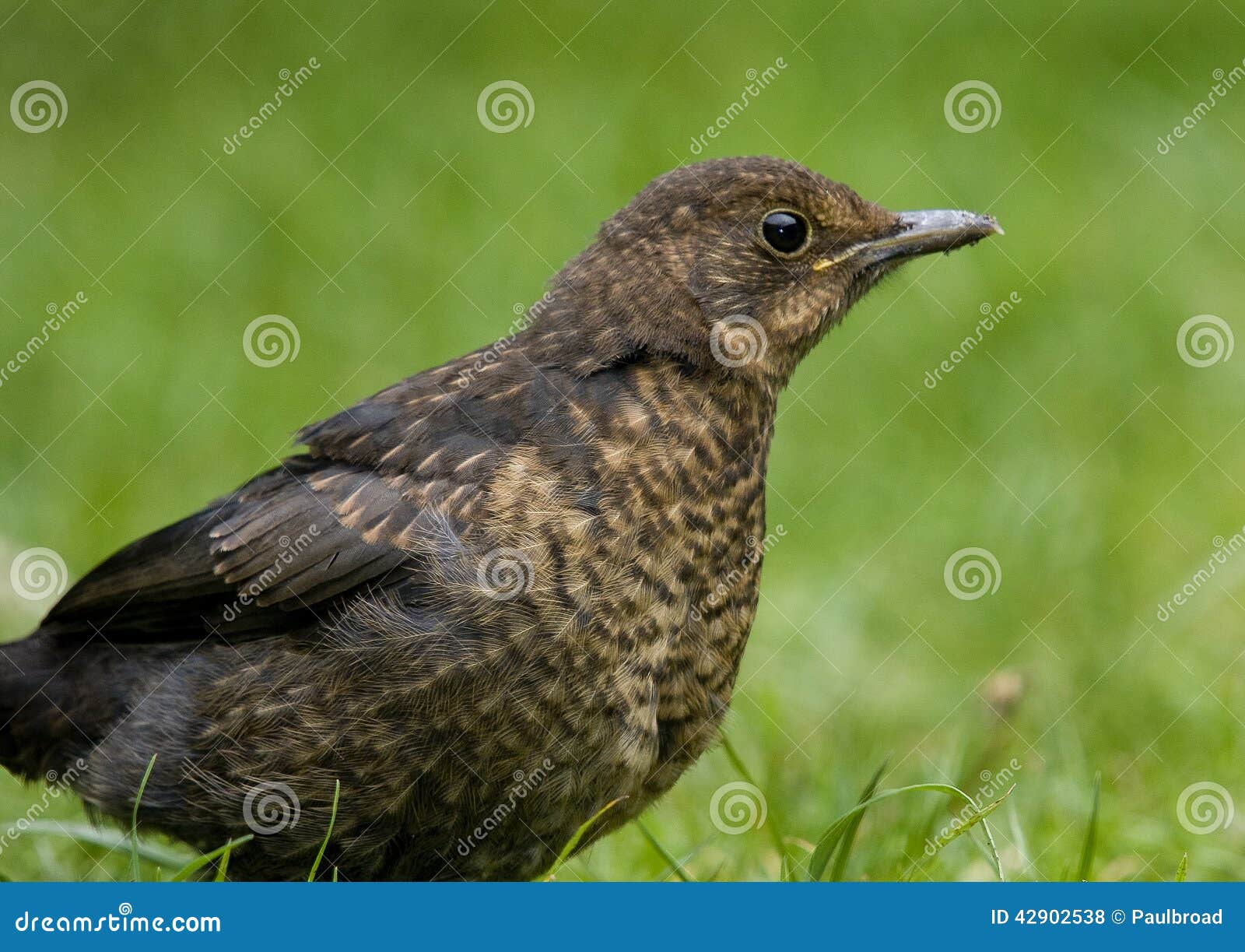 Junge Amsel stockfoto. Bild von amsel, frühling, wohn - 42902538