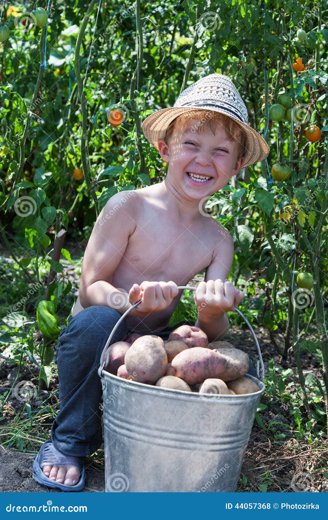 Junge, Der Eimer Kartoffeln Hält Stockfoto - Bild von unterstützung ...