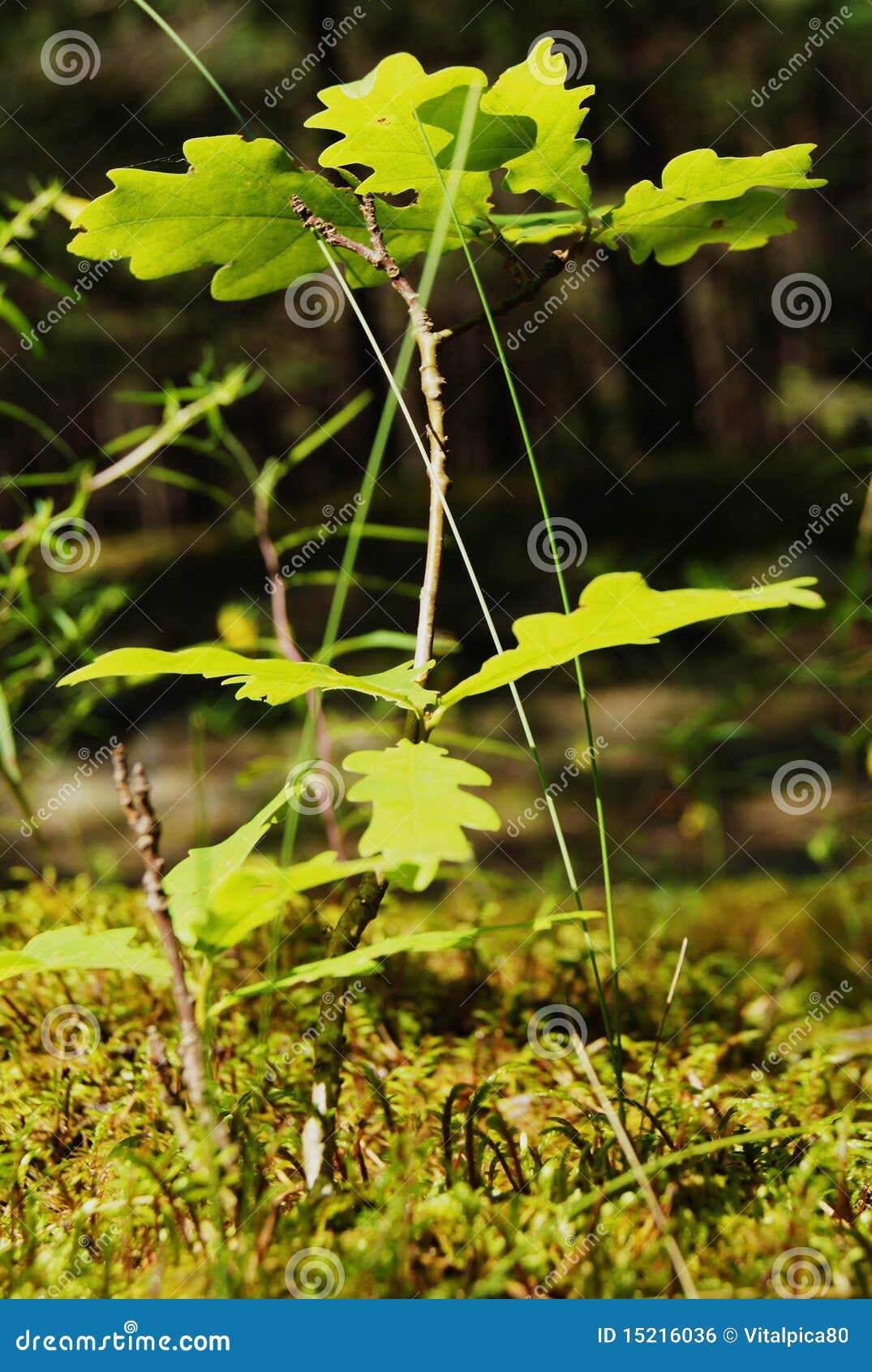 Junge Eiche stockfoto. Bild von grün, pflanzen, schönheit - 15216036