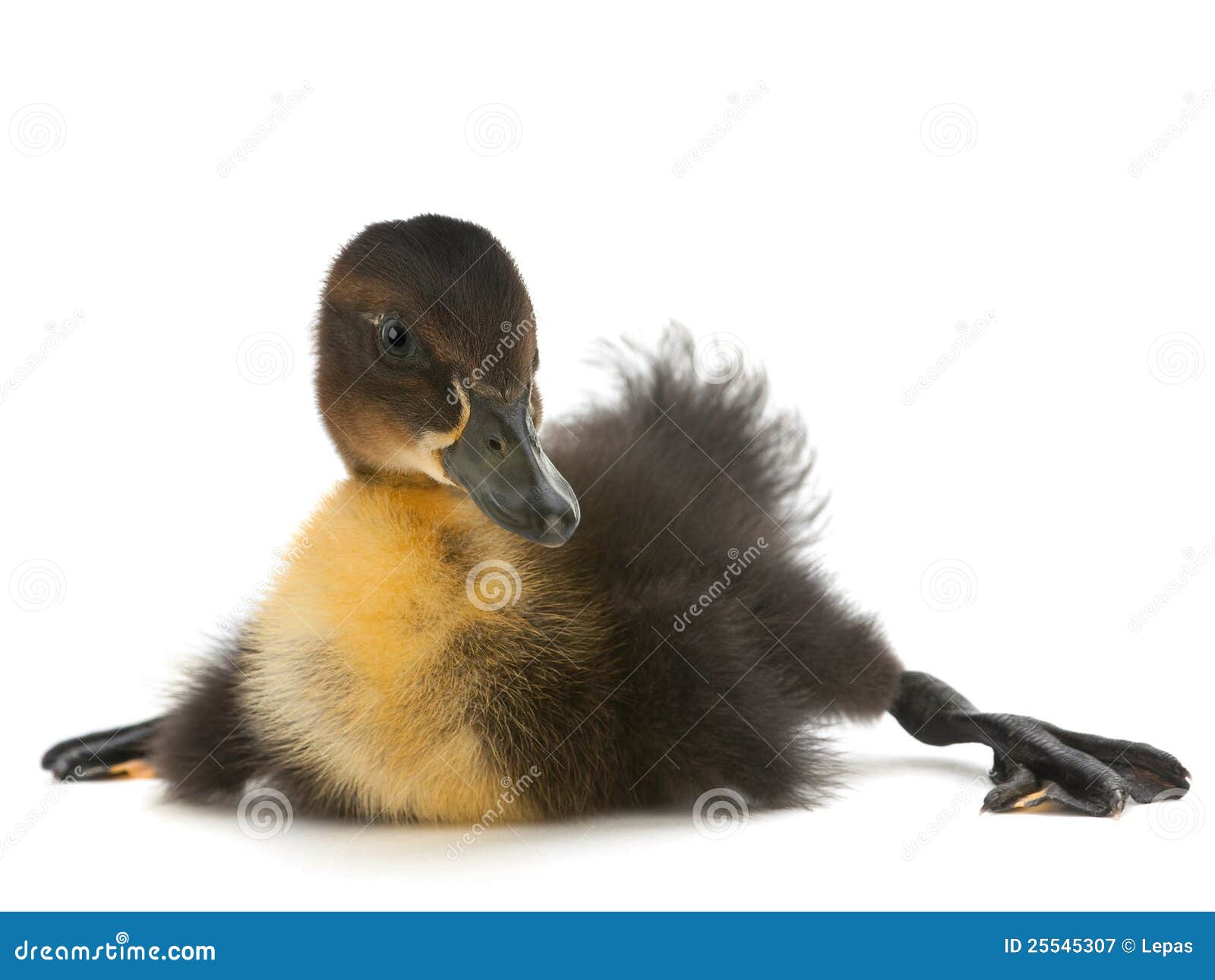 Junge Ente stockbild. Bild von ente, gelb, studio, haarig - 25545307