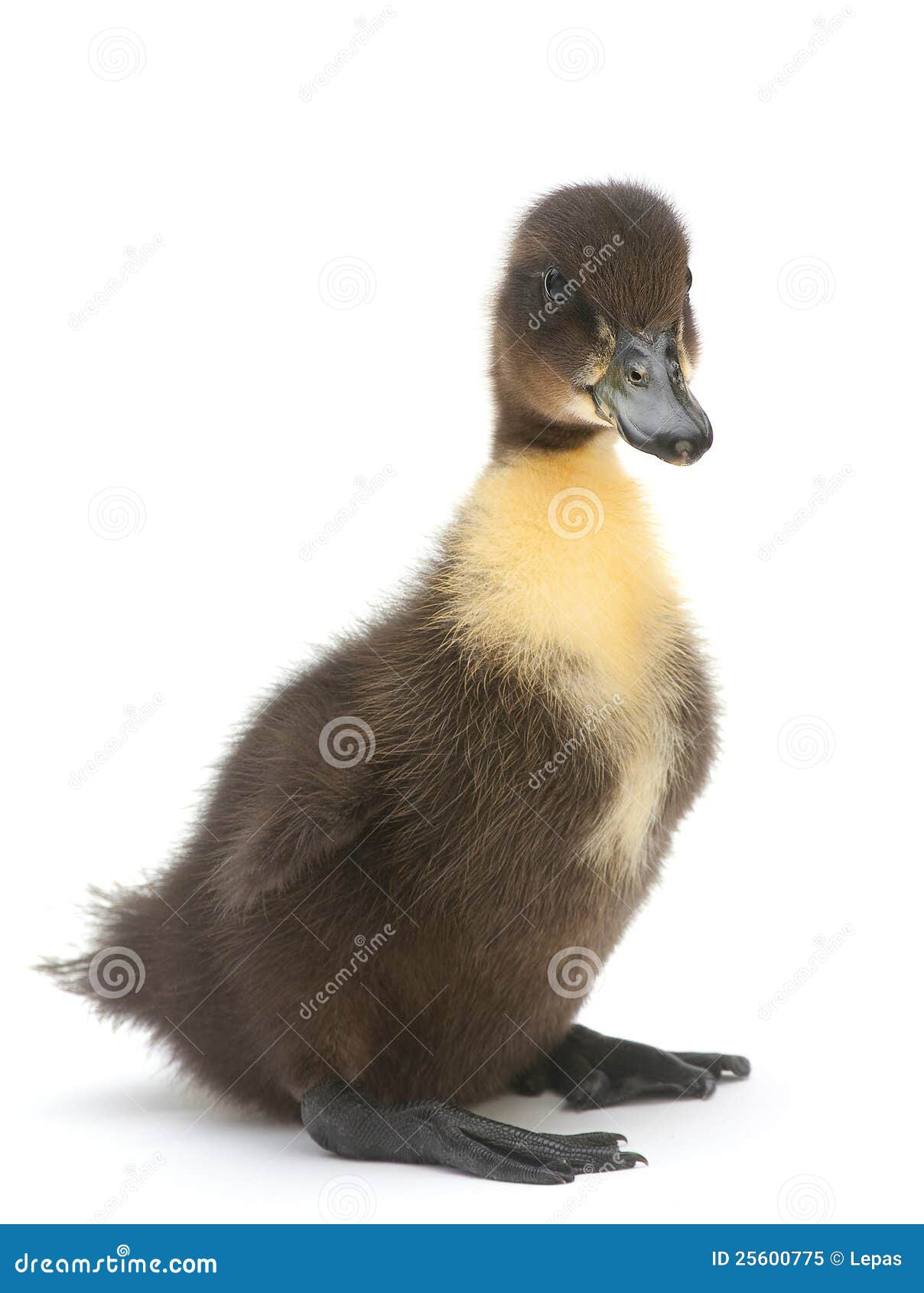 Junge Ente stockbild. Bild von gelb, schätzchen, tier - 25600775