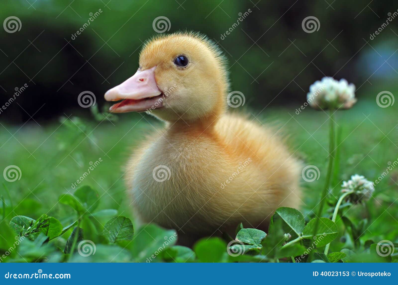 Junge Ente stockbild. Bild von jung, schnabel, tier, ente - 40023153