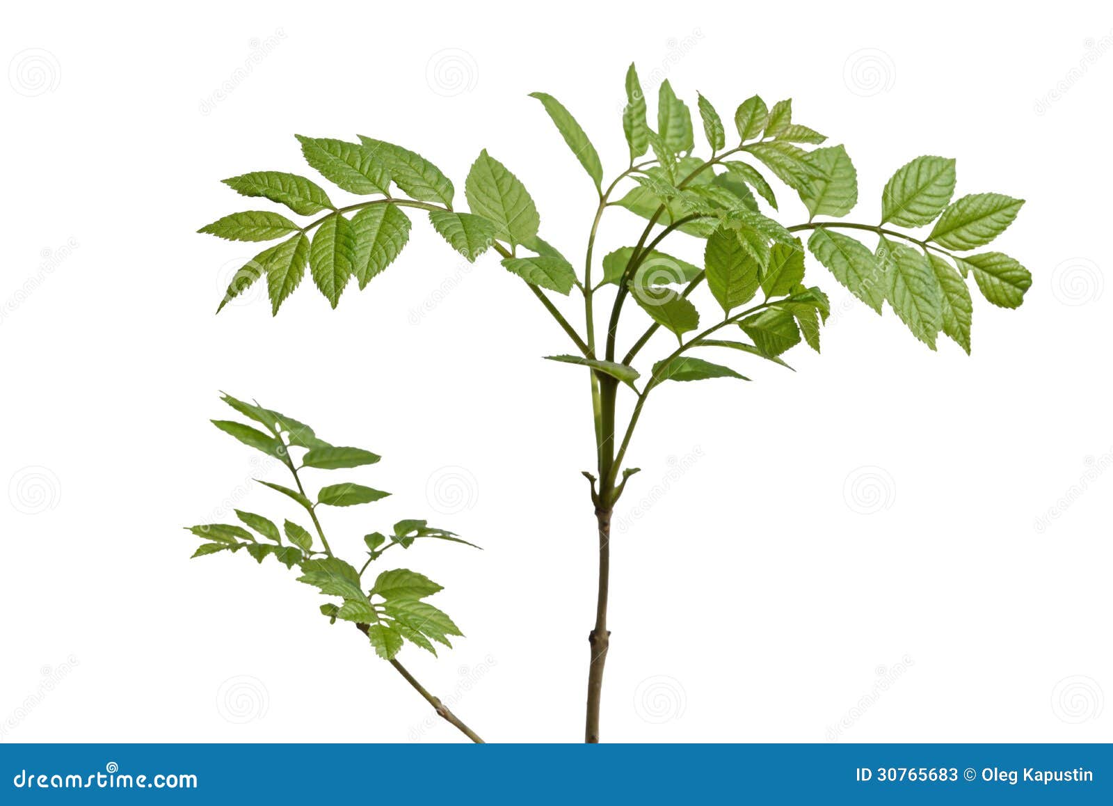 4,106 Junge Esche Fotos - Kostenlose und Royalty-Free Stock-Fotos von ...