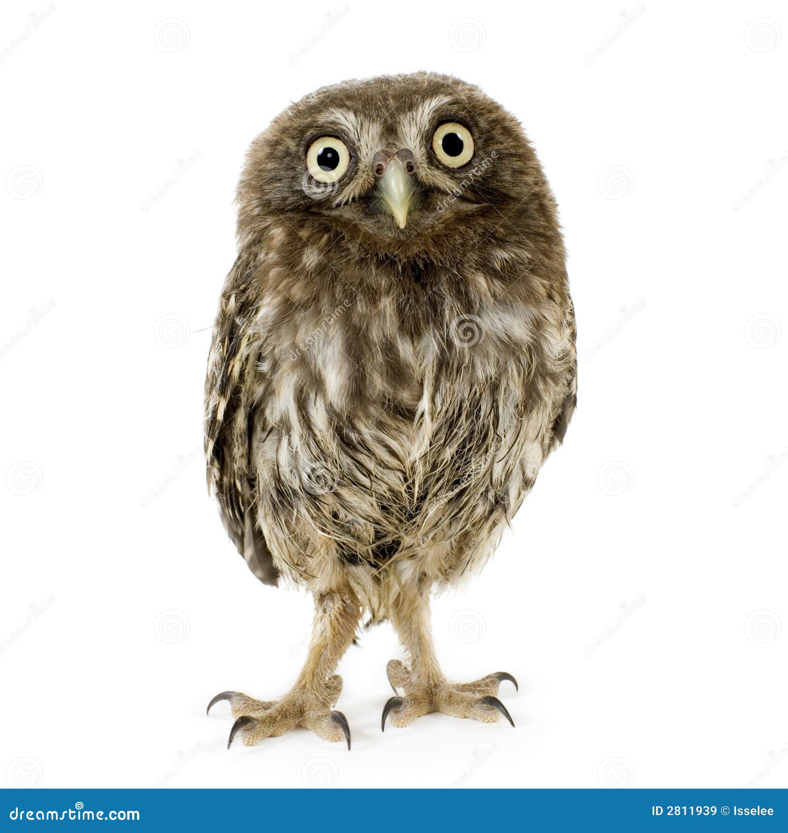 Junge Eule (4 Wochen) stockbild. Bild von schnabel, sorte - 2811939