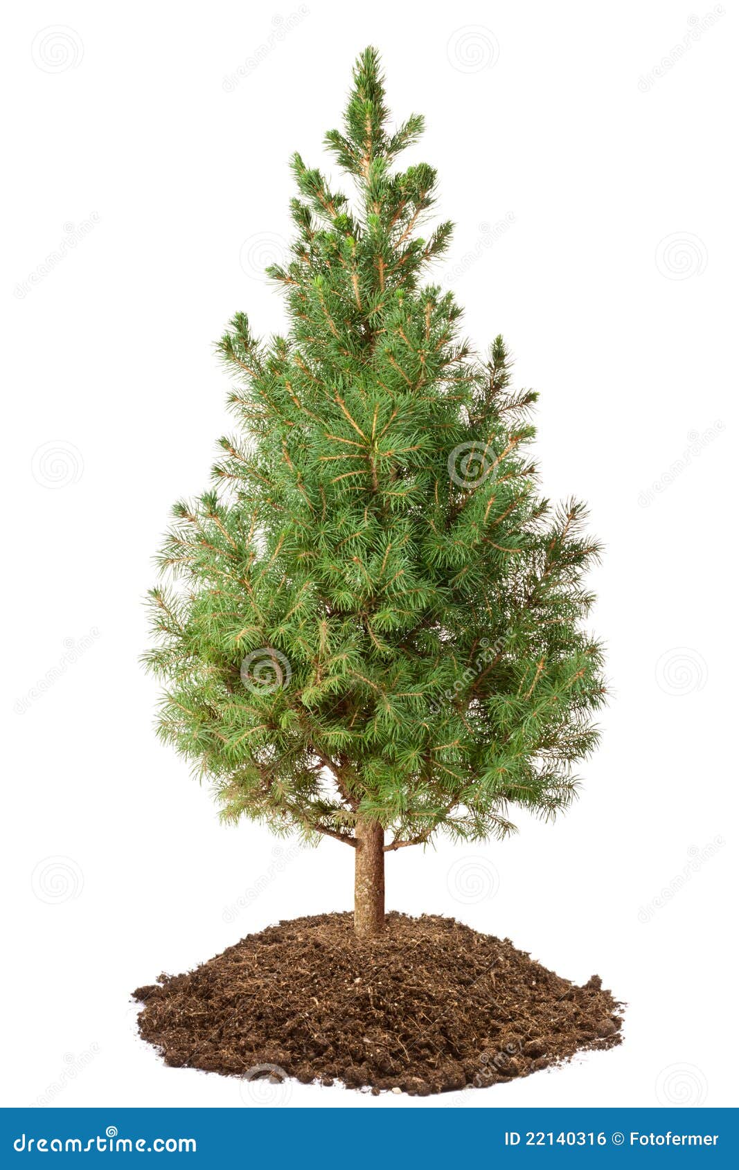 Junge Fichte (Picea Glauca Conica) Stockfoto - Bild von betrieb, grün ...
