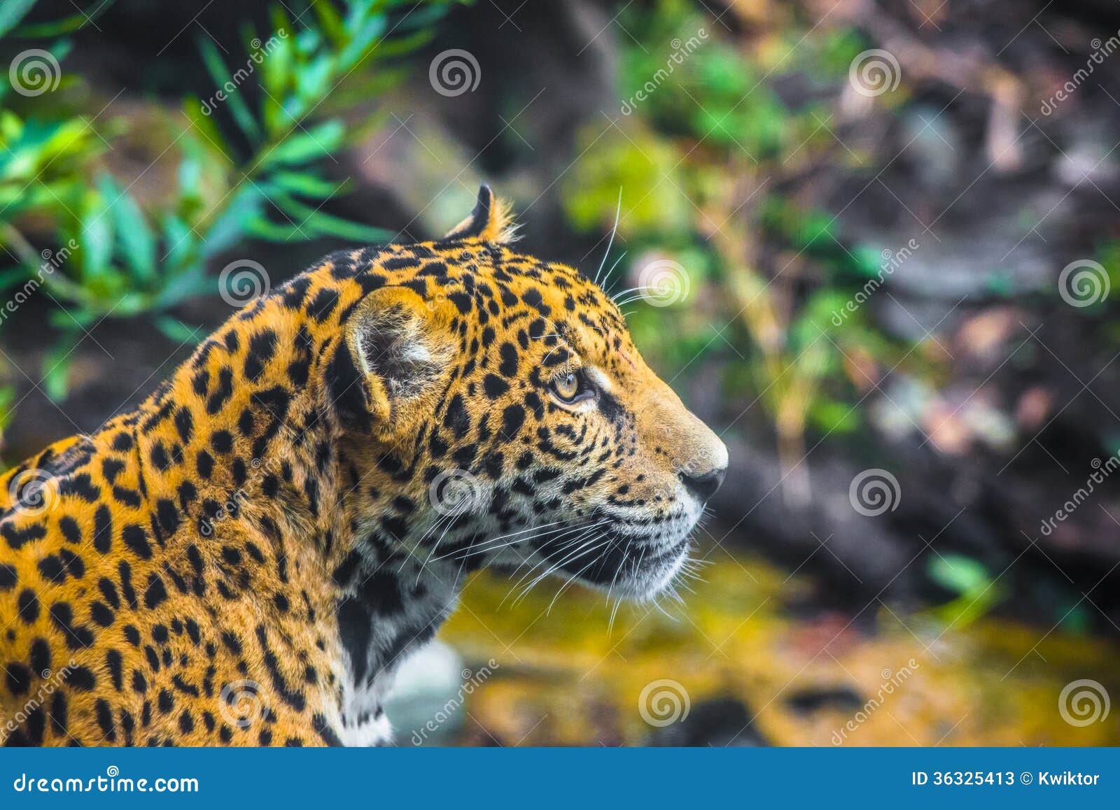 Junge Jaguar-Katze stockbild. Bild von leopard, schauen - 36325413