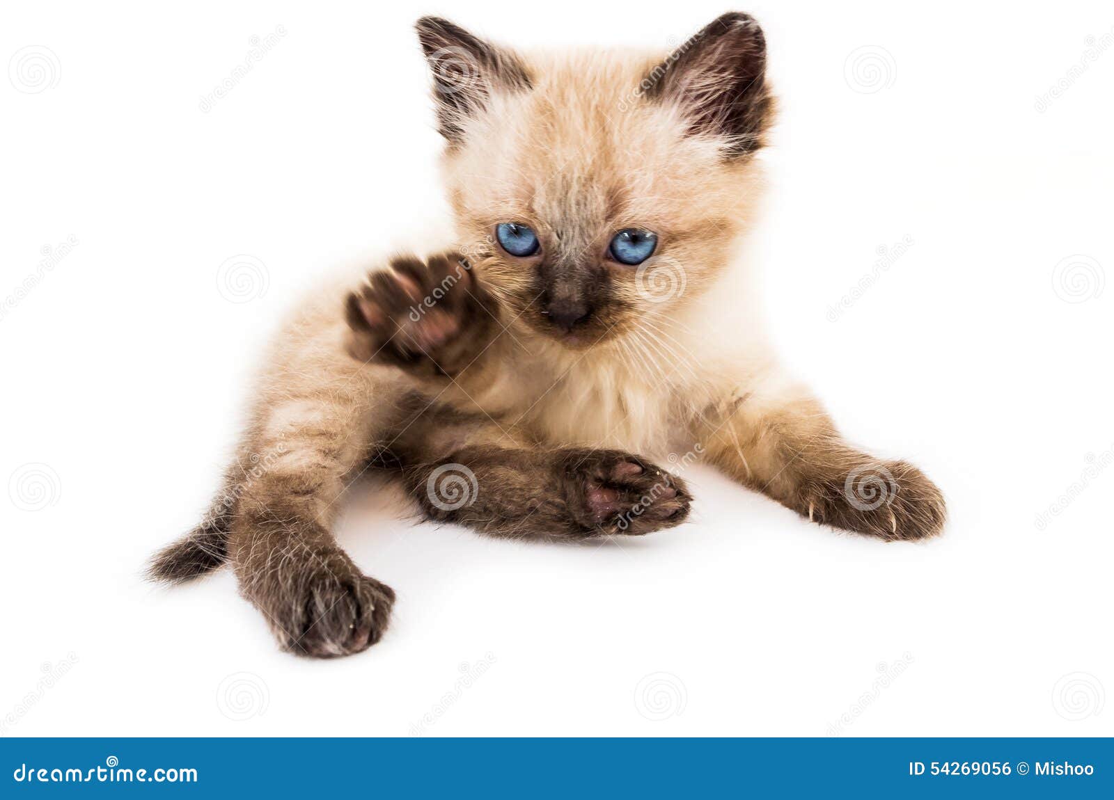 Junge Katze stockfoto. Bild von bärte, schauen, neugierig - 54269056