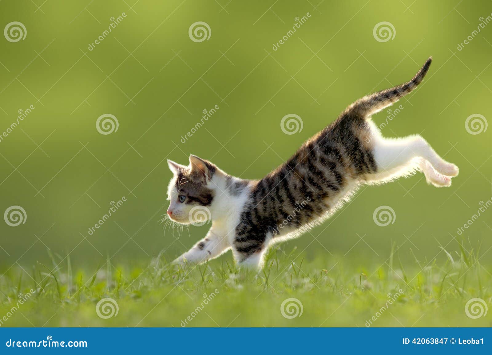 Junge Katze Springt über Eine Hintergrundbeleuchtete Wiese Stockbild ...