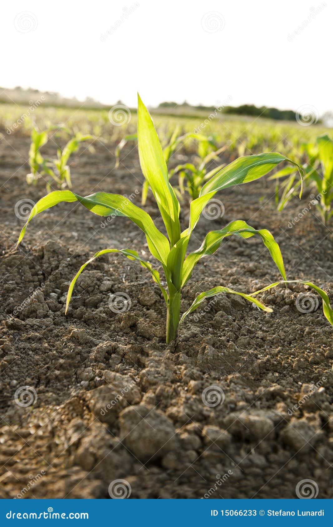 Junge Maispflanze stockbild. Bild von korn, farbe, zuckermais - 15066233