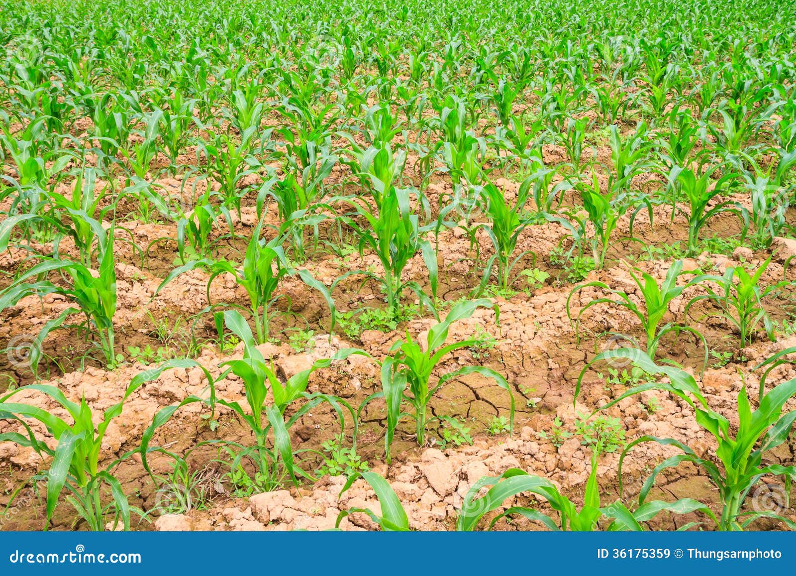 Junge Maispflanze Im Bauernhof Stockbild - Bild von schön, zeile: 36175359