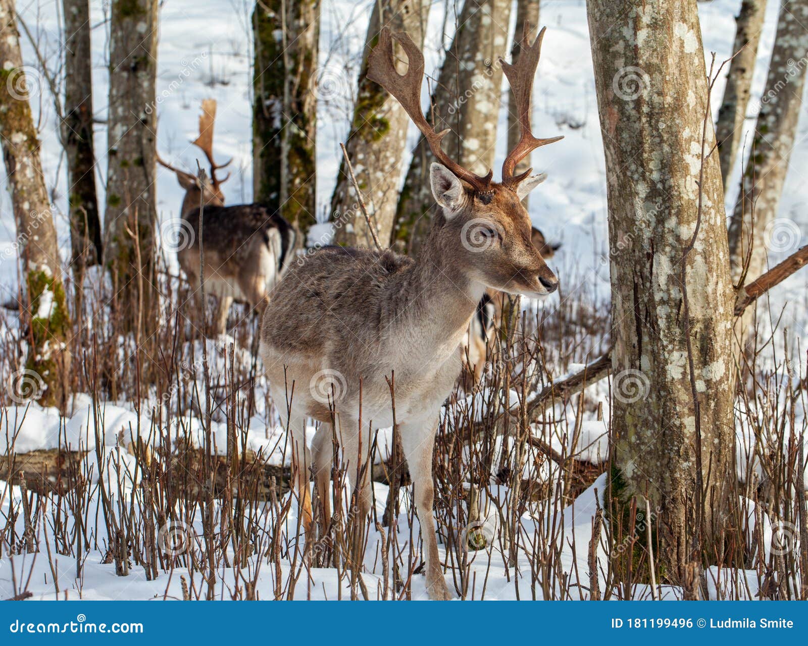 Junge maral Hirsch stockfoto. Bild von frost, wild, nord - 181199496
